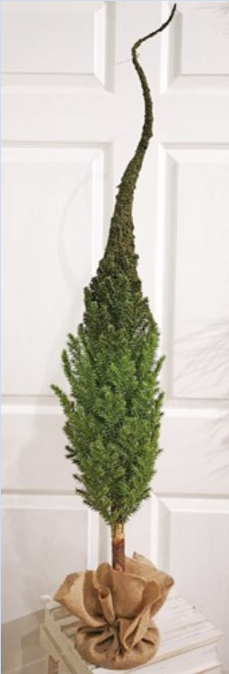 Pine Trees — Dandy Home & Ranch